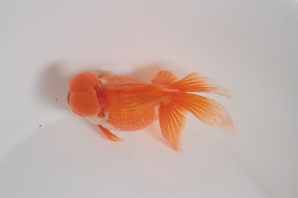 2019.12.1 やっと当歳魚を公開しました。